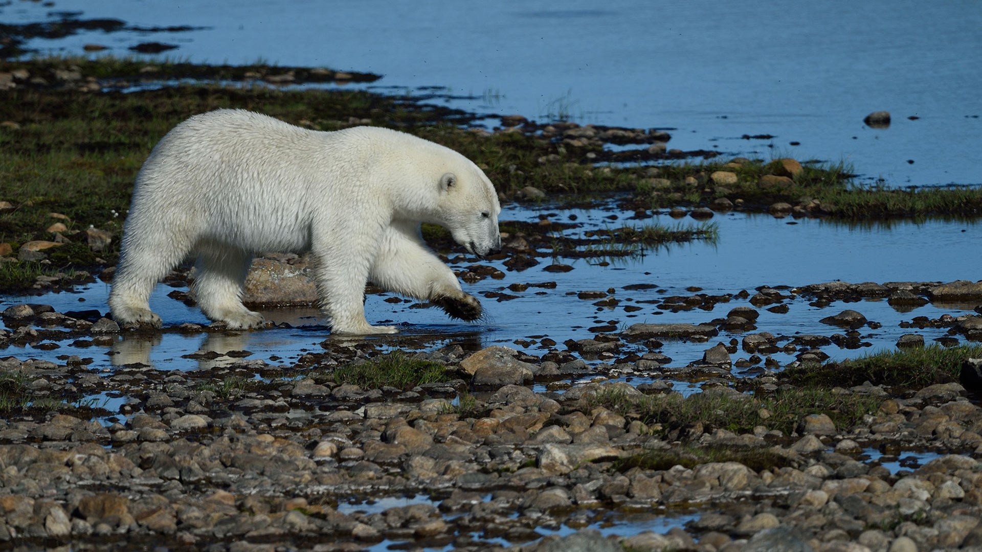 La péninsule Québec-Labrador | Le Paradis d’un Photographe Animalier ...